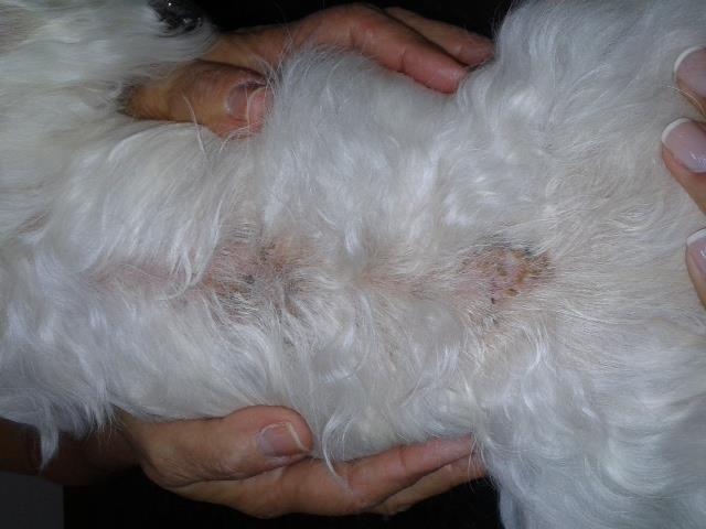 ADENITE SEBÁCEA EM CÃES - Equalis Nordeste - Cursos de Pós Graduação em ...