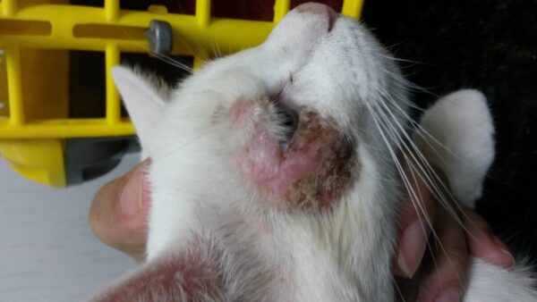 Dermatofitose - Equalis veterinaria